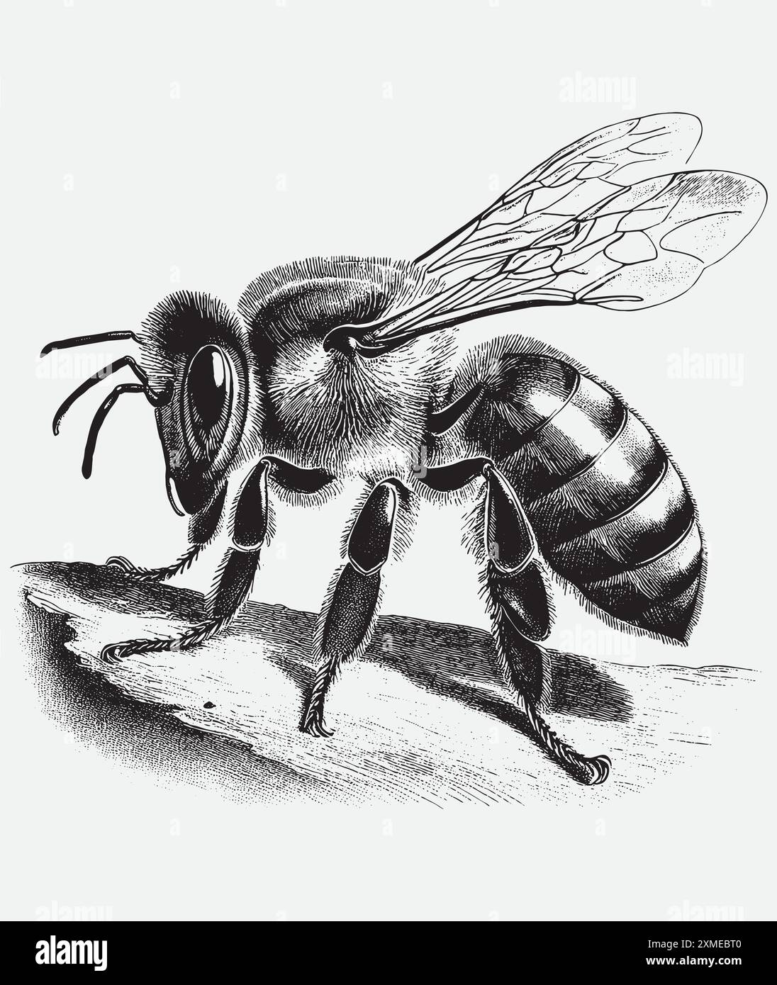 Vintage engraving style vector illustration of a honey bee, detailed ...