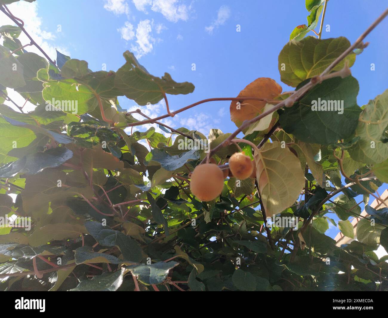 Kiwi picking season. Kiwi on a kiwi tree plantation with with huge ...