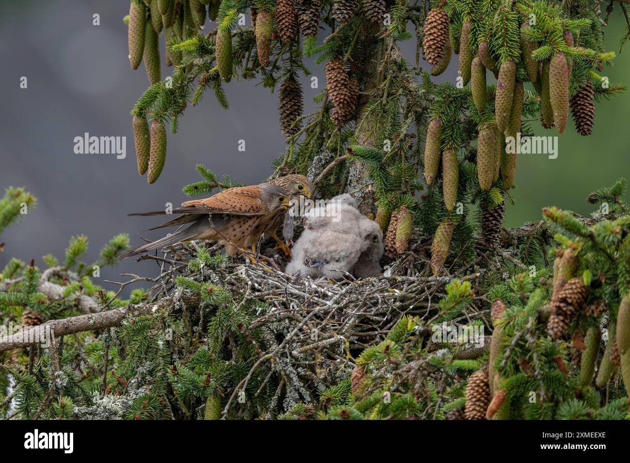 Common kestrel (Falco tinnunculus), female and male adult birds ...