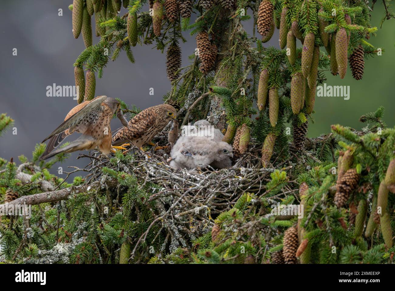 Common kestrel (Falco tinnunculus), female and male adult birds ...