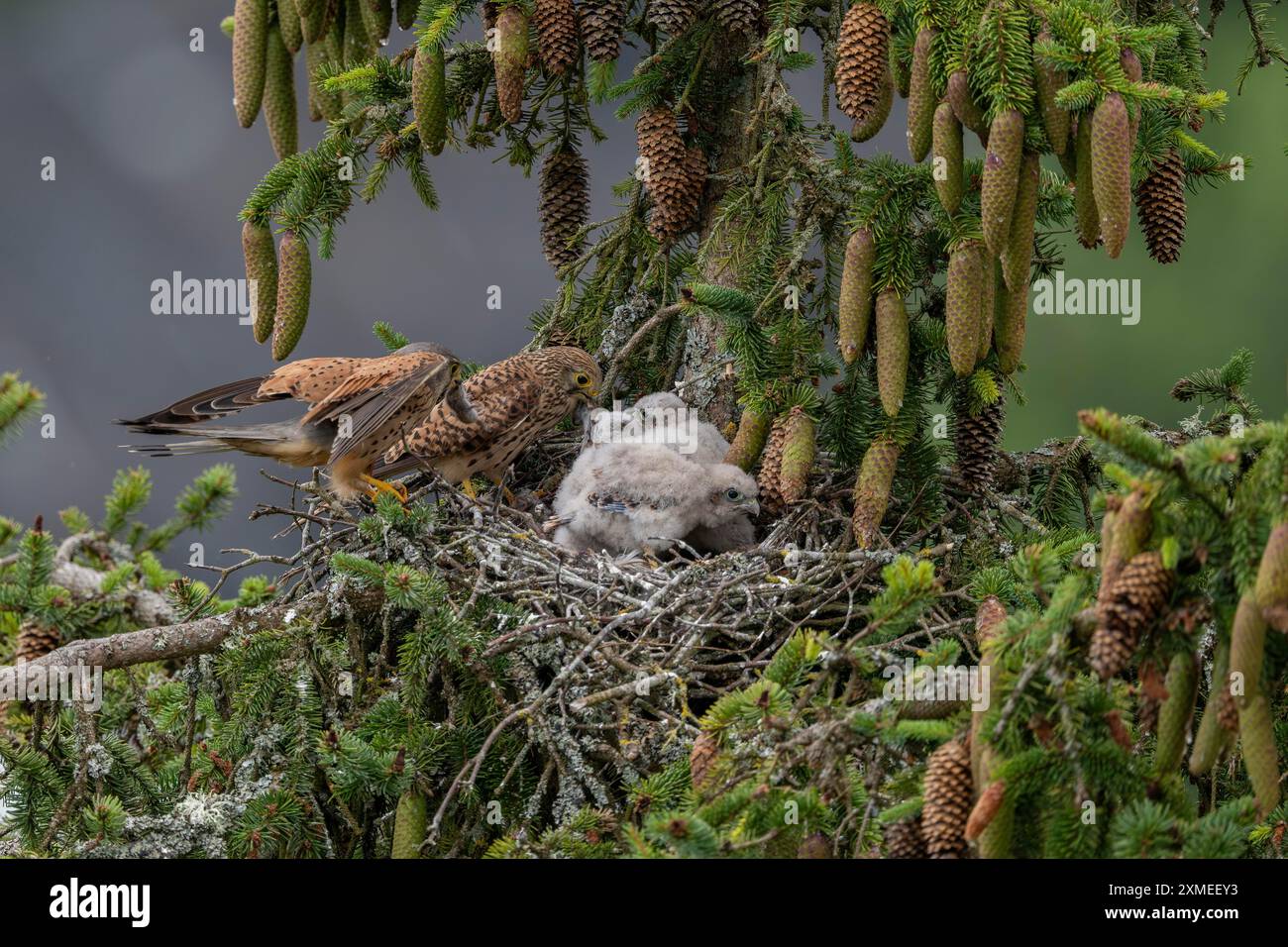 Common kestrel (Falco tinnunculus), female and male adult birds ...