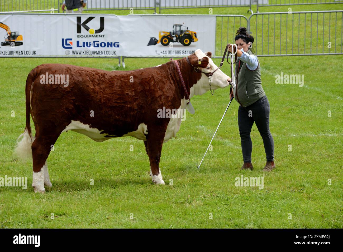 Cattle in the show ring at the Royal Welsh Show, Builth Wells, July ...