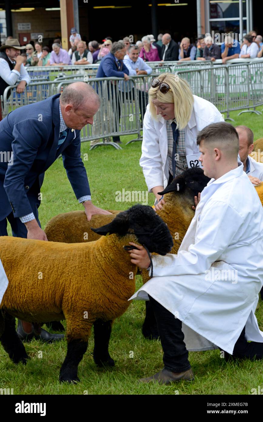 A judge inspects Suffolk breed sheep at the Royal Welsh Show, Builth ...