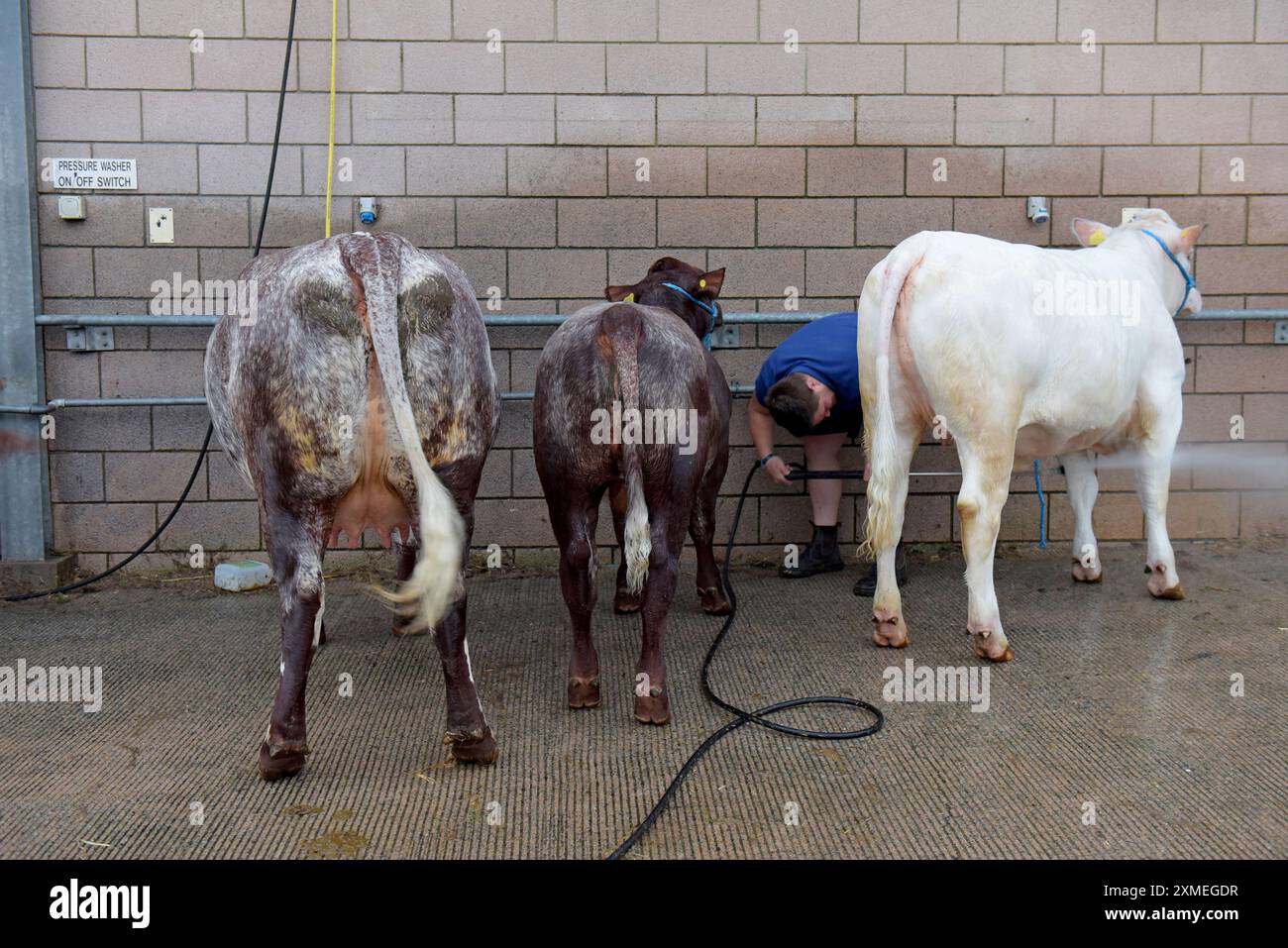 A farmer washing prize winning cattle ready for competing at the Royal ...