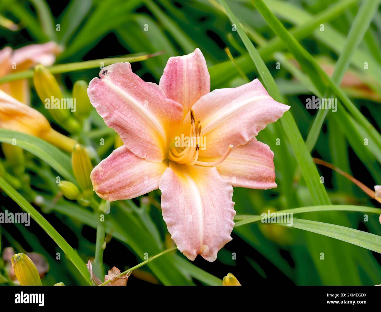 Hemerocallis daylily Pink Damask flower in a garden Stock Photo - Alamy
