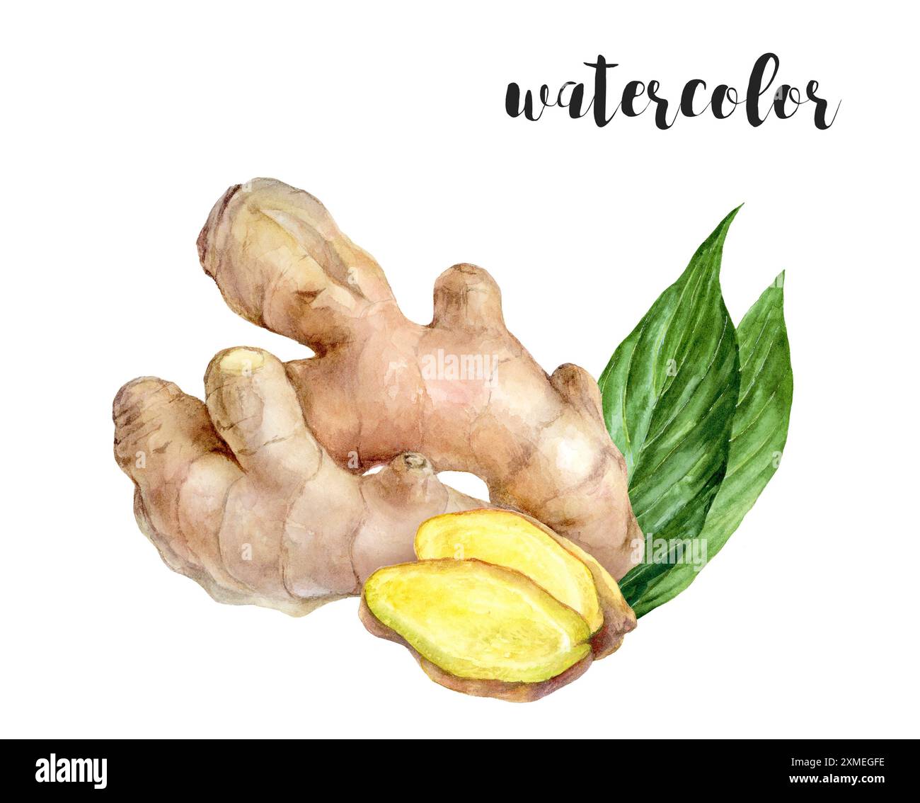 Fresh Ginger Root Watercolor Illustration with Leaves Isolated on White ...