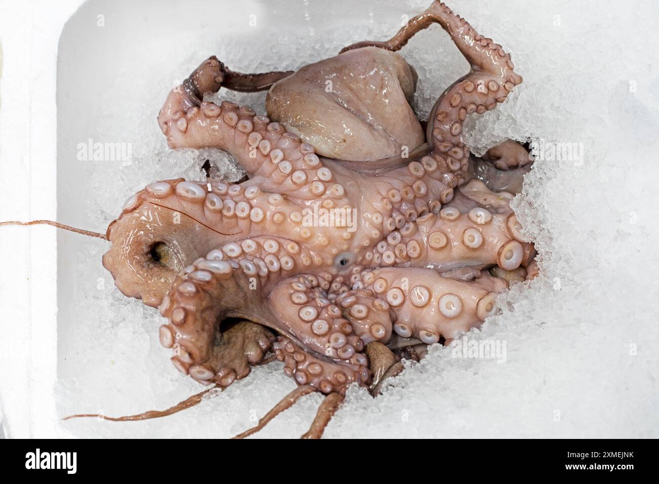 Fresh seafood aisle hi-res stock photography and images - Alamy