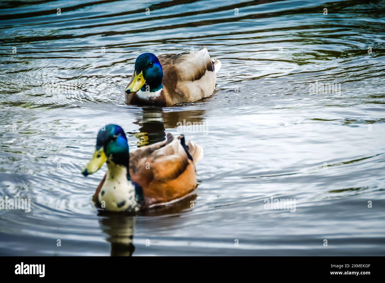In Amsterdam, two mallard ducks cruise on a pond. The male, with a ...