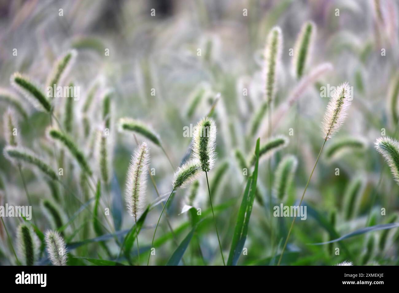 Swaying foxtail hi-res stock photography and images - Alamy