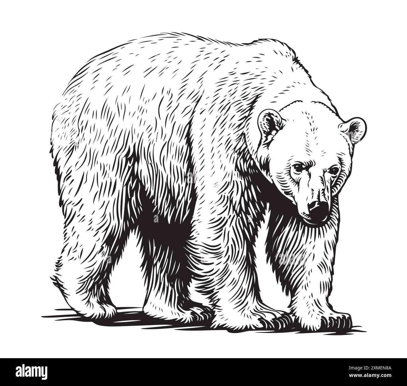 Polar bear portrait hand drawn sketch illustration wild animals Stock ... Polar bear portrait hand drawn sketch illustration wild animals Stock ...