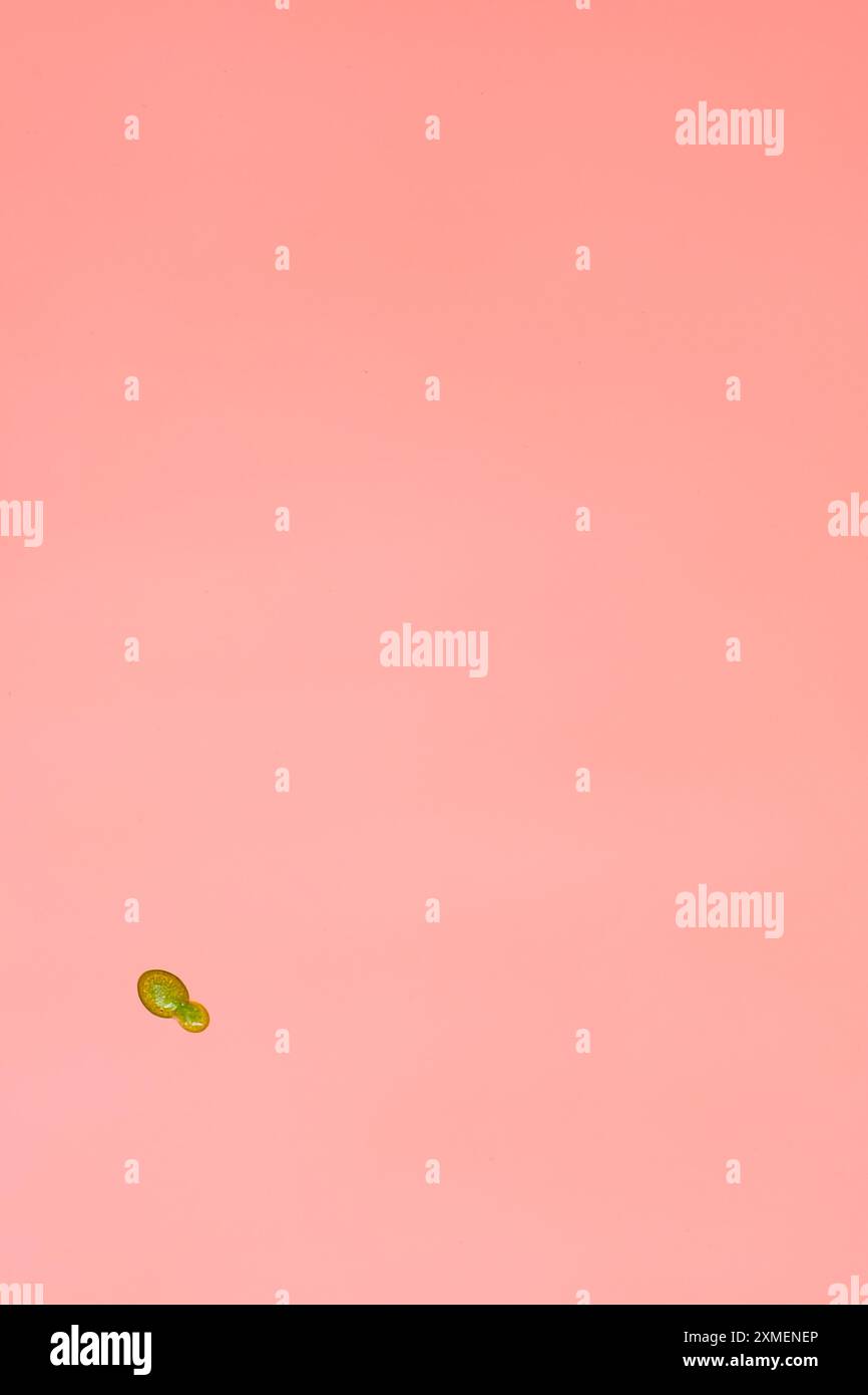 Spotless watermeal (Wolffia arrhiza), Araceae. smallest vascular plant ...