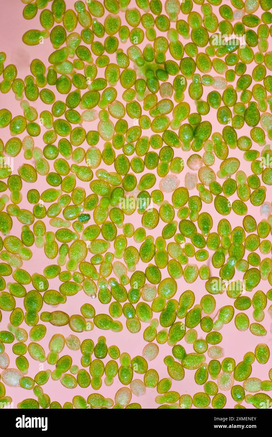 Spotless watermeal (Wolffia arrhiza), Araceae. smallest vascular plant ...