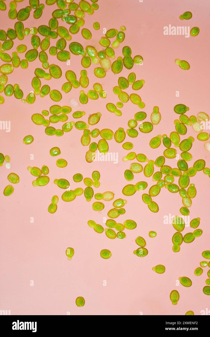 Spotless watermeal (Wolffia arrhiza), Araceae. smallest vascular plant ...