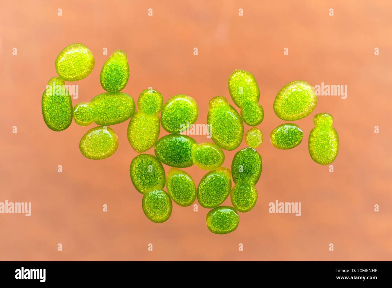 Spotless watermeal (Wolffia arrhiza), Araceae. smallest vascular plant ...