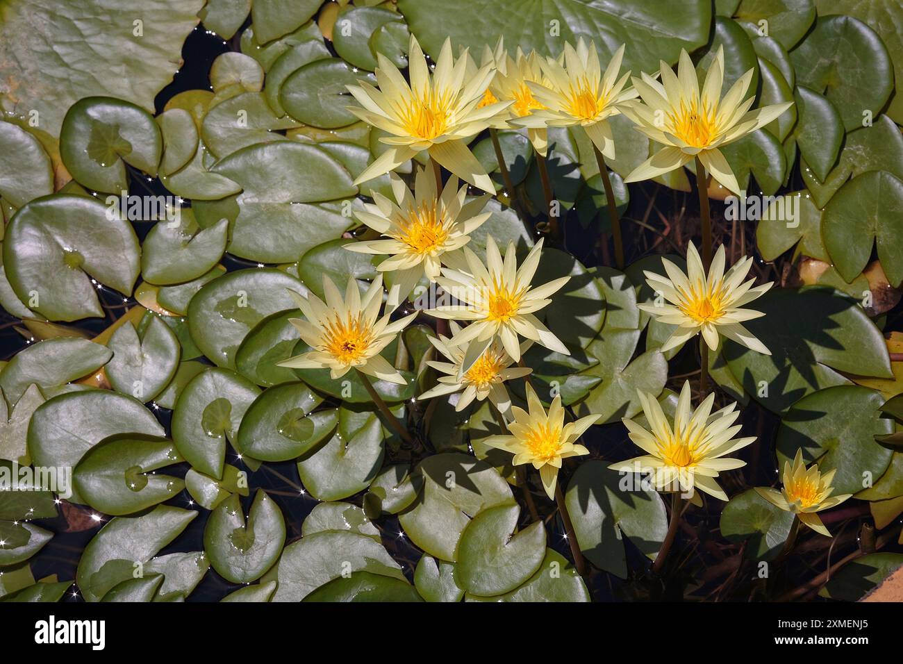 Nymphaea × daubenyana, Nymphaeaceae. Hybrid. Perennial aquatic herb ...