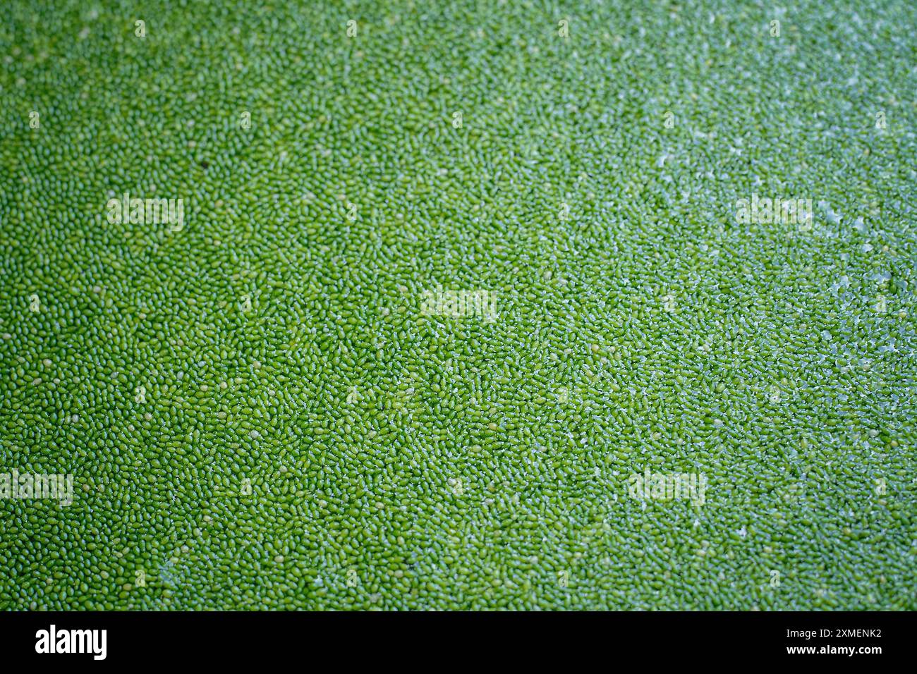 Spotless watermeal (Wolffia arrhiza), Araceae. smallest vascular plant ...