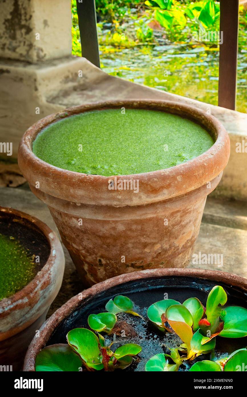 Spotless watermeal (Wolffia arrhiza), Araceae. smallest vascular plant ...