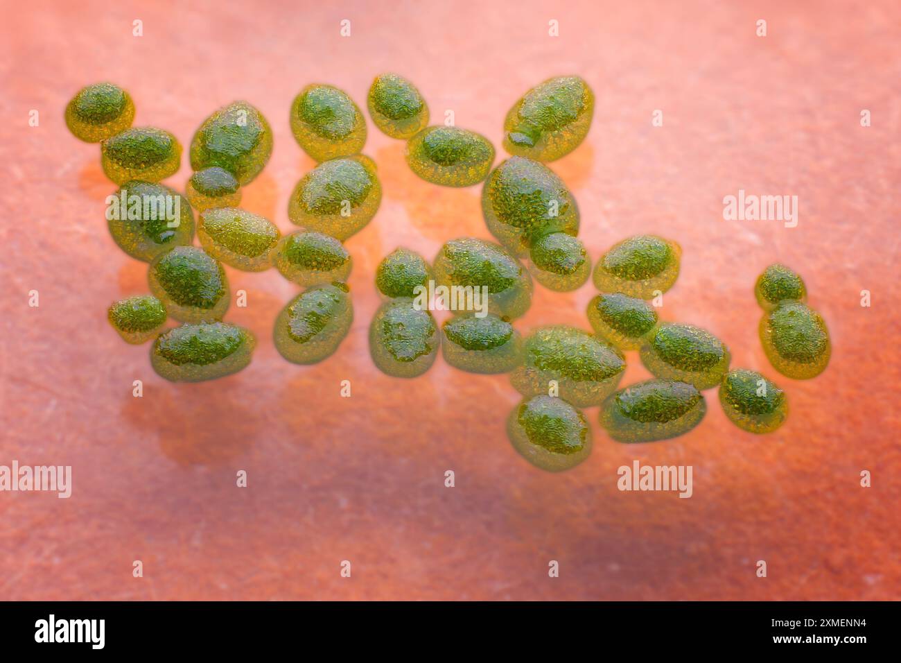 Spotless watermeal (Wolffia arrhiza), Araceae. smallest vascular plant ...