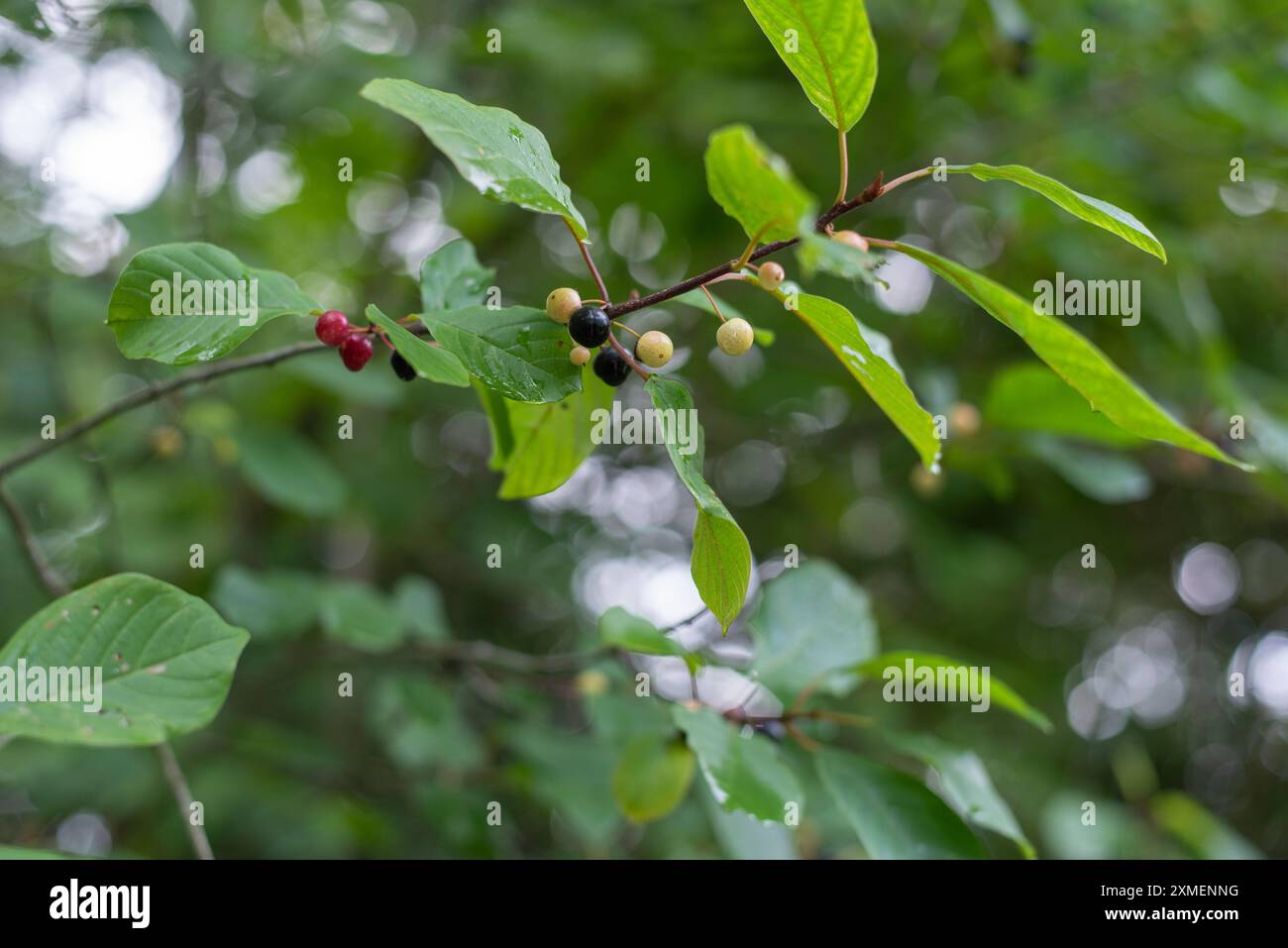 Frangula alnus, commonly known as alder buckthorn, glossy buckthorn, or ...