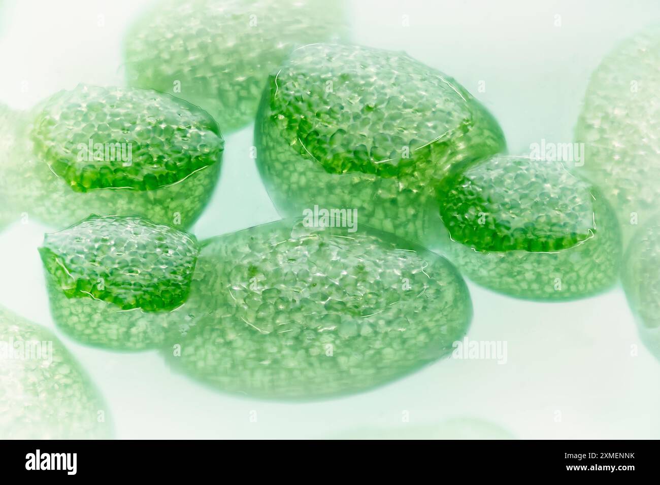 Spotless watermeal (Wolffia arrhiza), Araceae. smallest vascular plant ...