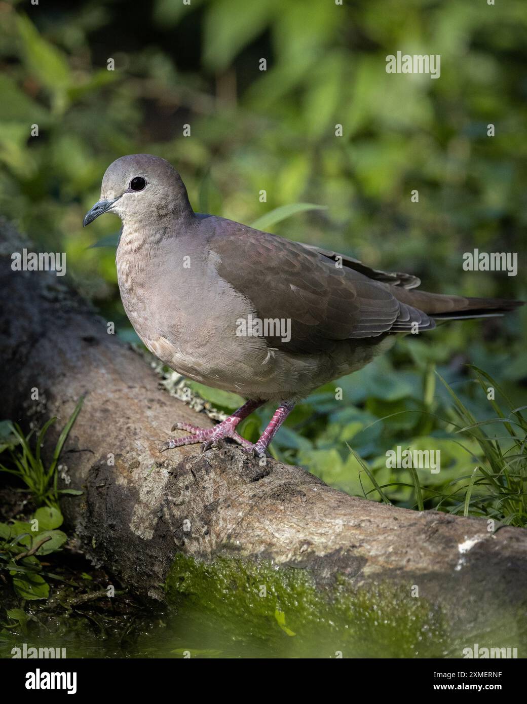 Yungas dove / large-tailed dove (Leptotila megalura) at Ecoportal de ...