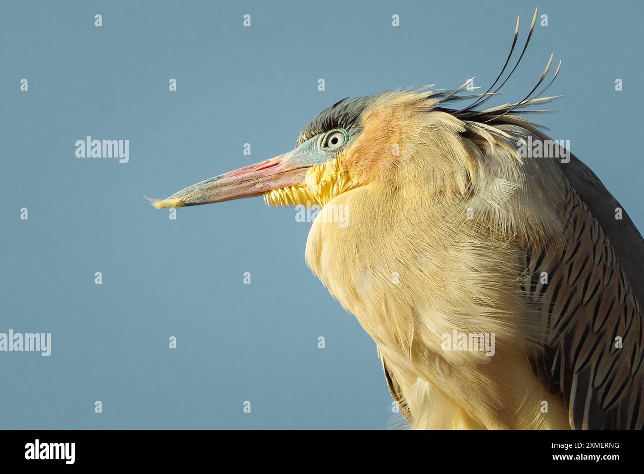A whistling heron (Syrigma sibilatrix) at Isla Verde nature reserve, El ...