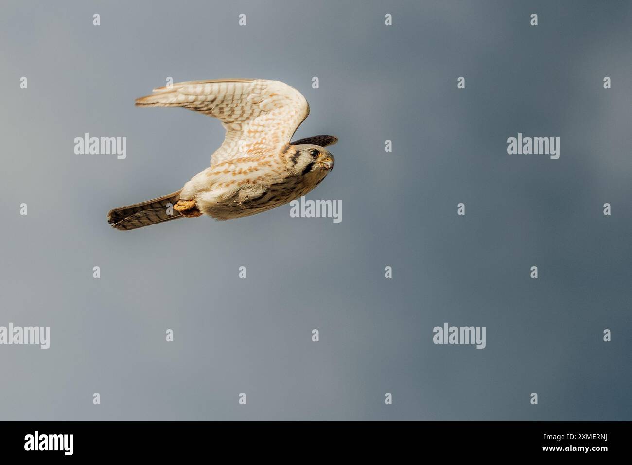 Kestral reserve hi-res stock photography and images - Alamy