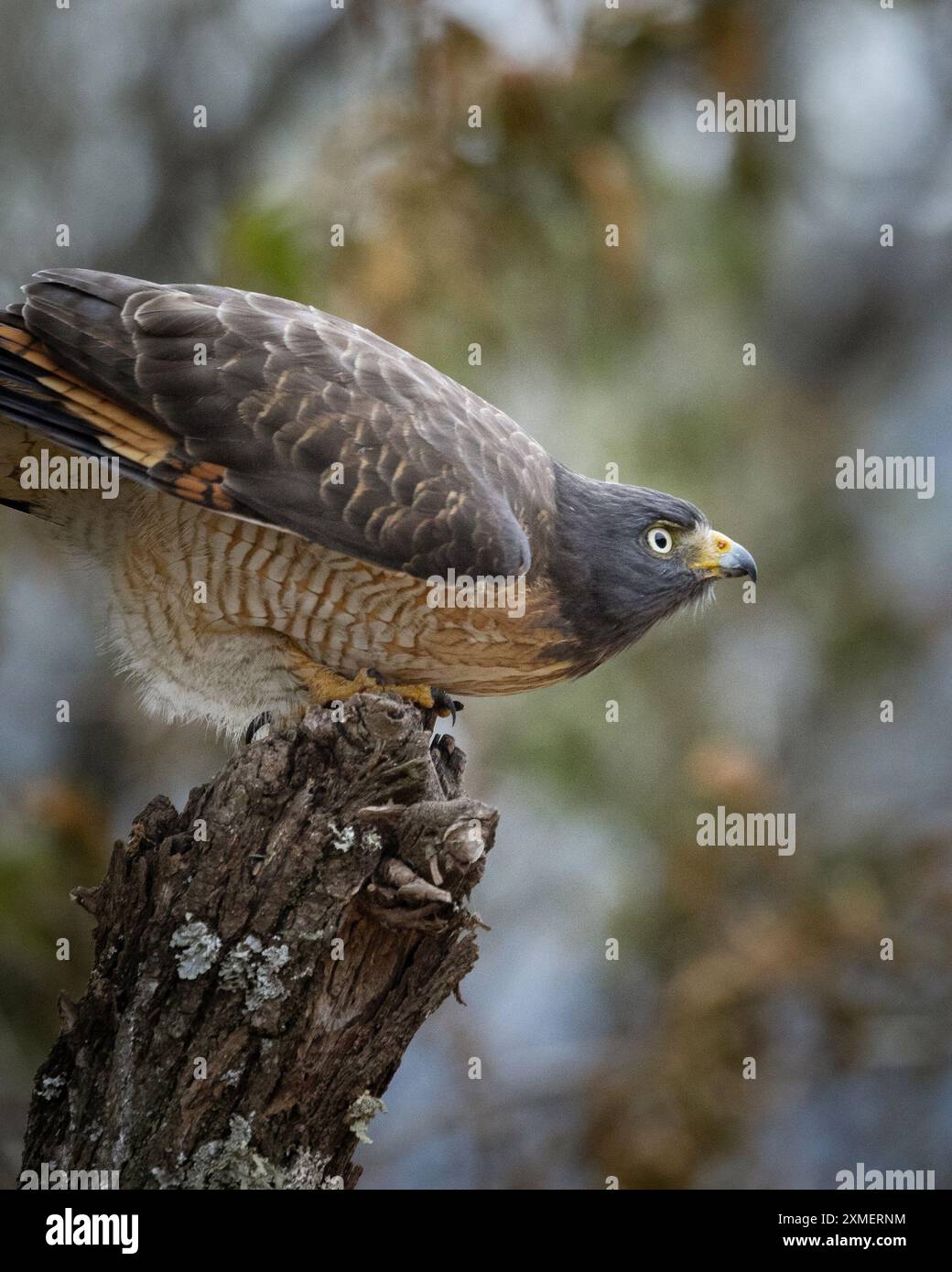 A roadside hawk about to fly in Jujuy province, Argentina Stock Photo ...