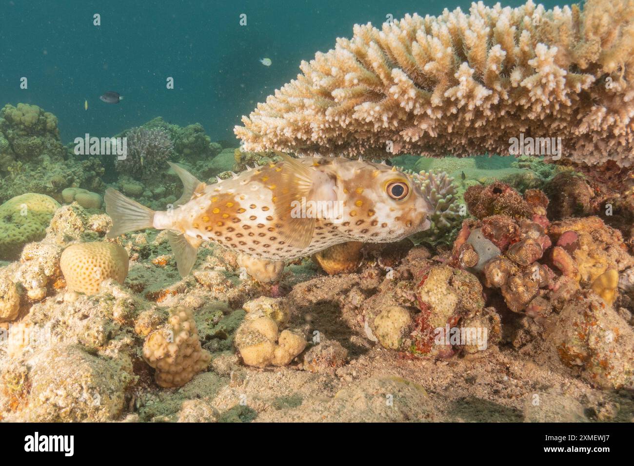 Fish swimming in the Red Sea, colorful fish, Eilat Israel Stock Photo ...