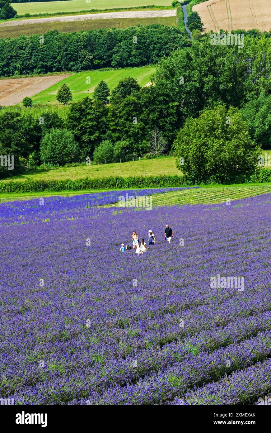 Lavender fields at Castle Farm, Shoreham, Kent Stock Photo - Alamy
