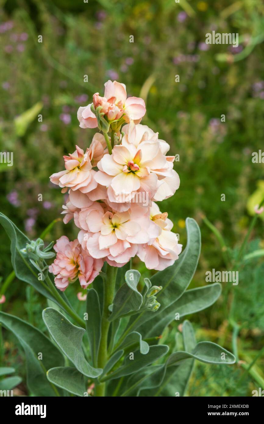 Delicate apricot colored petals of the fragrant stock flower (Matthiola ...