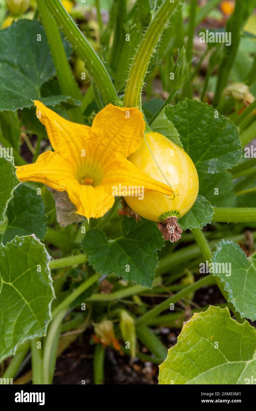 Large yellow squash blossom flower and lemon-shaped fruit of the Lemon ...