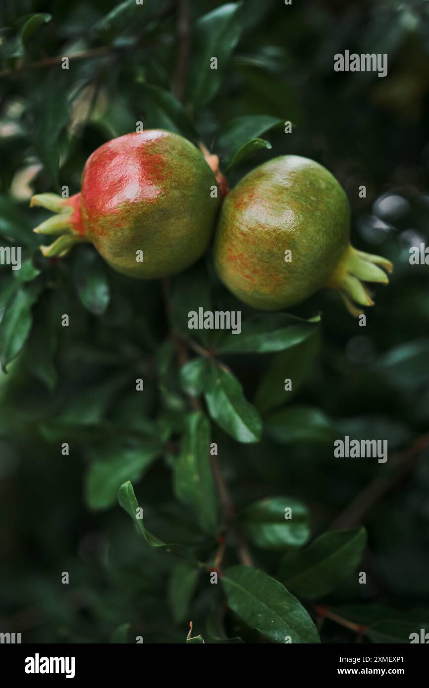 Fruits maturation hi-res stock photography and images - Alamy