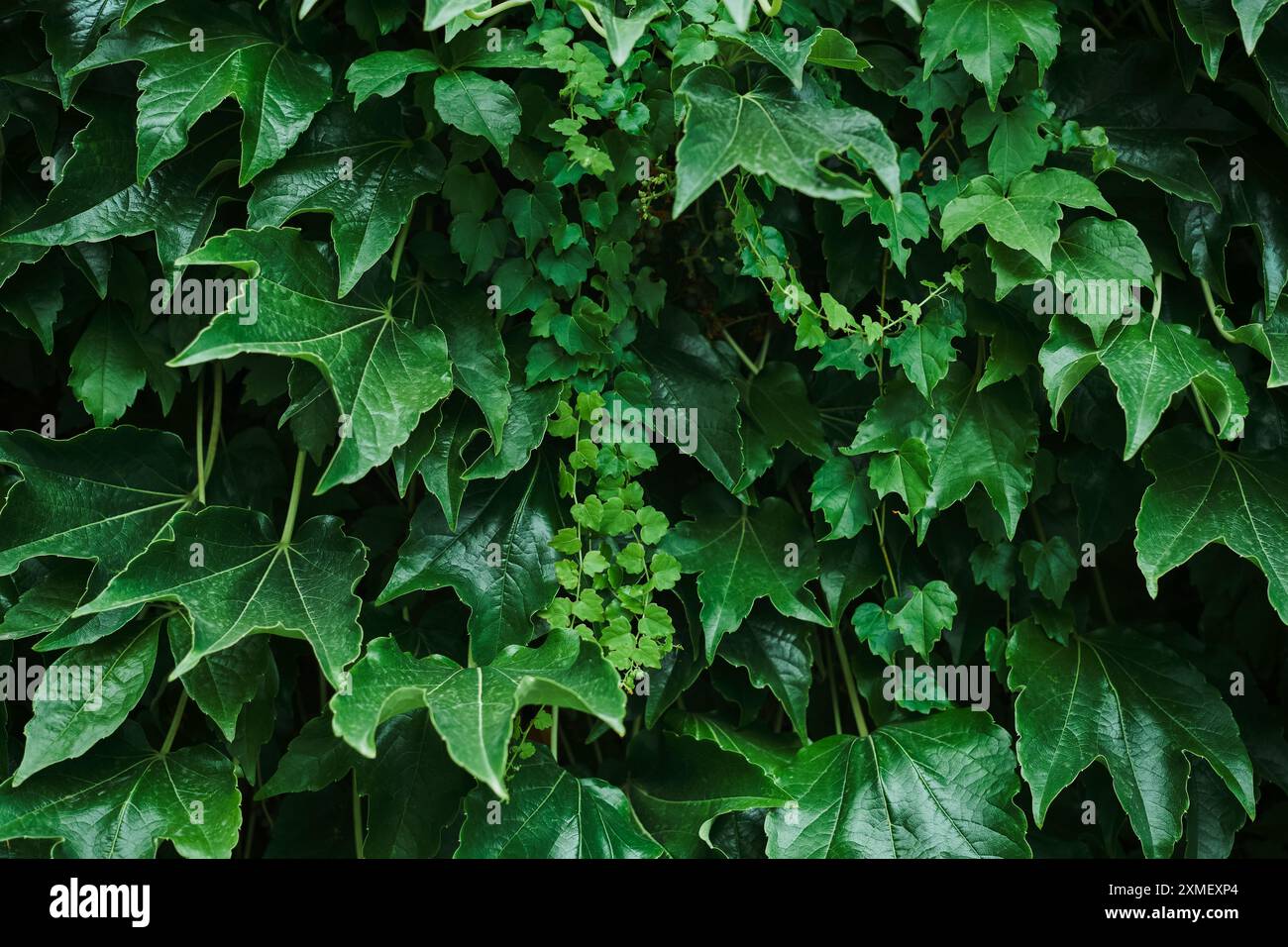 Ivy leaves background on wall, concept for card or mockup design Stock ...