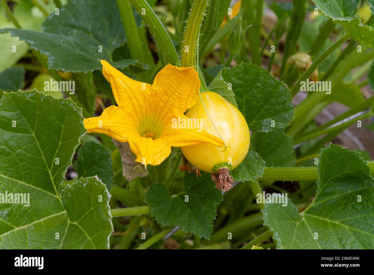 Bright yellow squash blossom flower and teardrop-shaped fruit of the ...