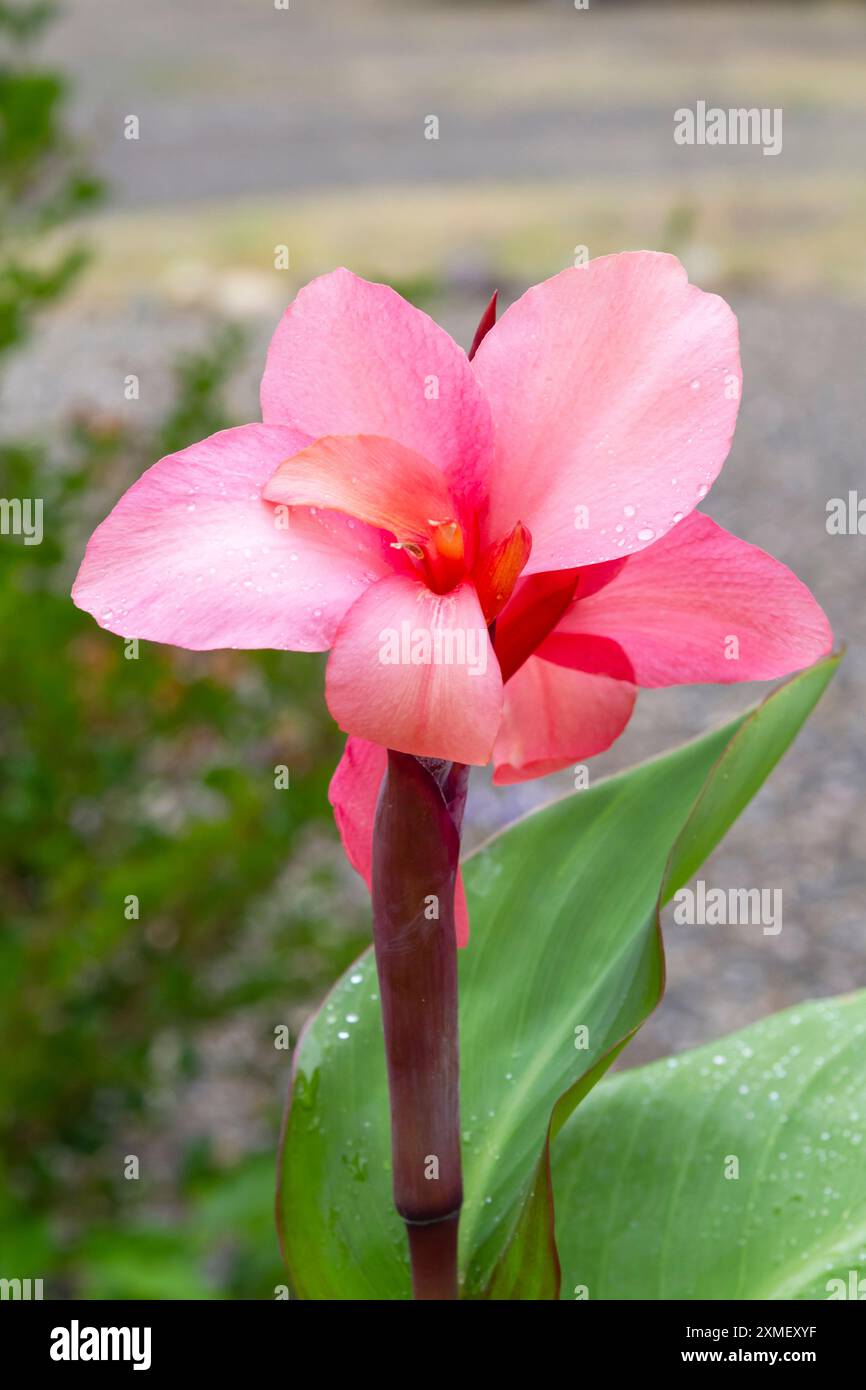 Cannova Mango canna lily bloom in shades of salmon, mango and coral ...