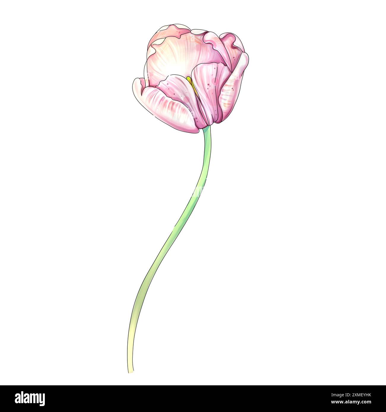 Watercolor tulip clip art. Romantic springtime flower. Botanical ...