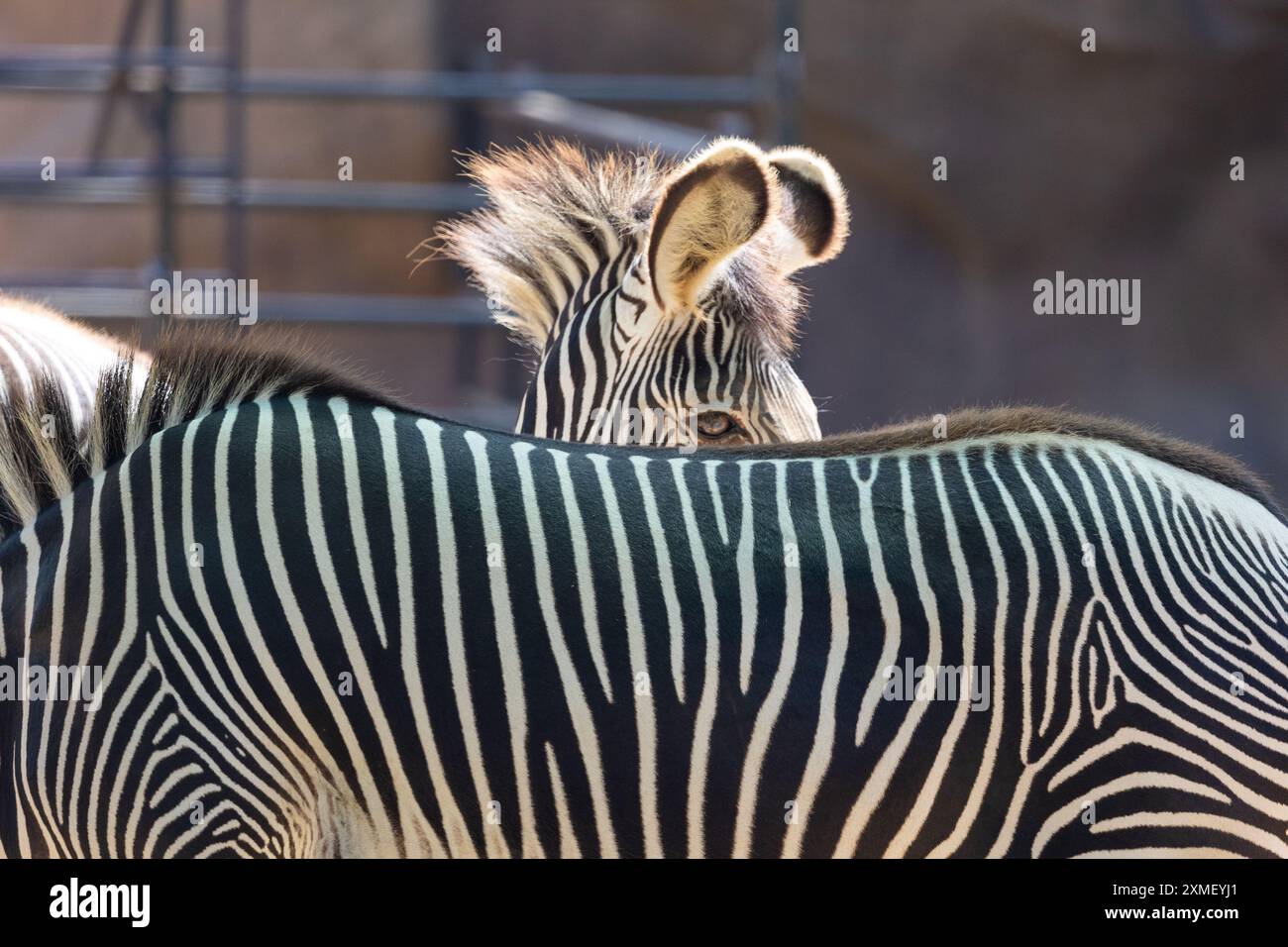 Zebra behind hi-res stock photography and images - Alamy
