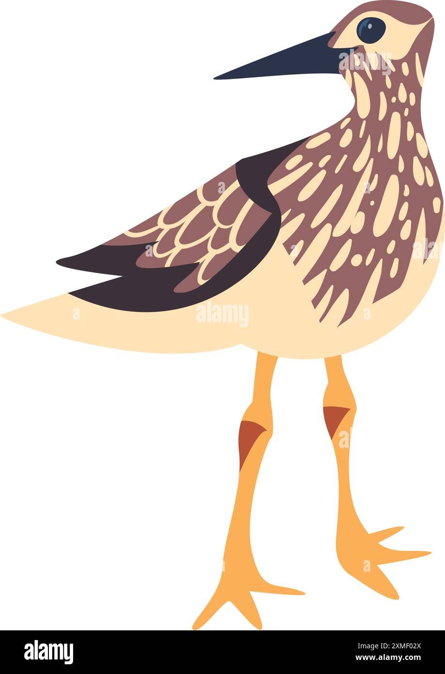 western sandpiper bird Stock Vector Image & Art - Alamy