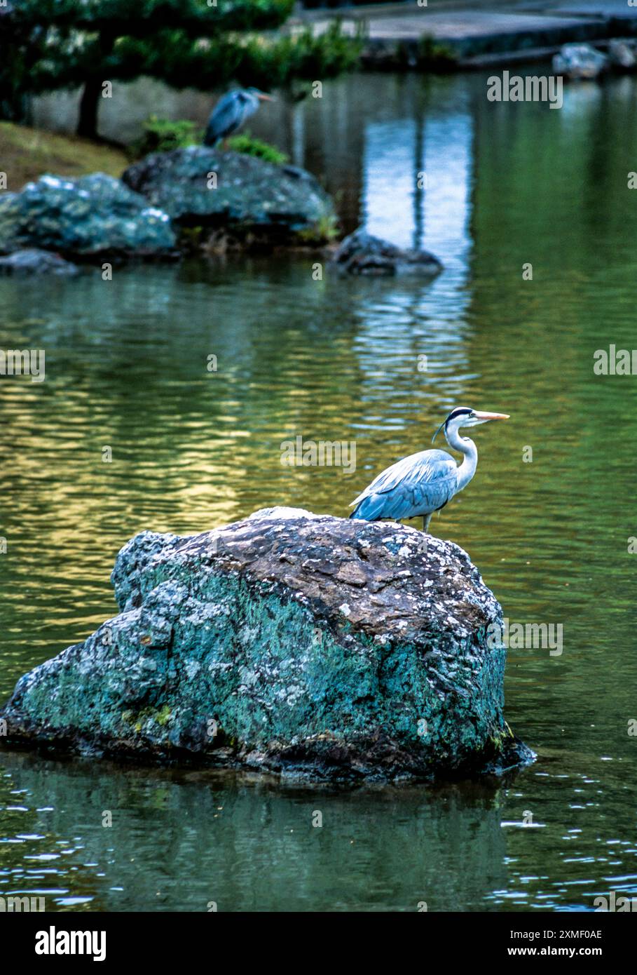 Crane by a pond at Kinkaku-ji, Golden Temple in Kyoto Stock Photo - Alamy