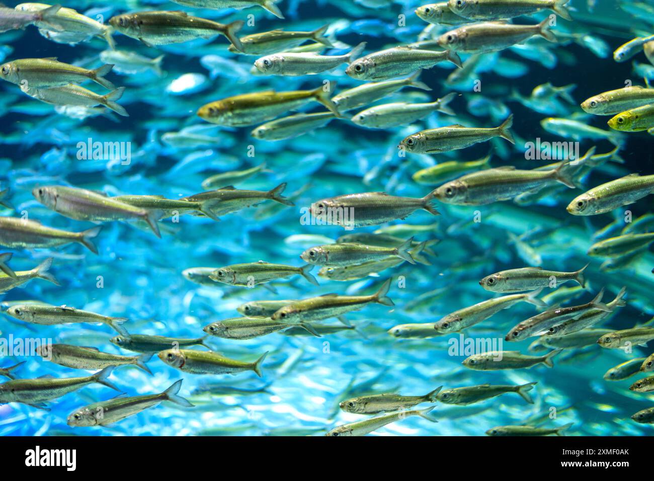 School of alewives (alosa pseudoharengus) fish Stock Photo - Alamy
