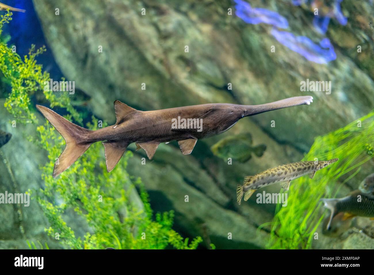 Paddlefish (polyodon spathula). Paddlefish filter feed by cruising ...