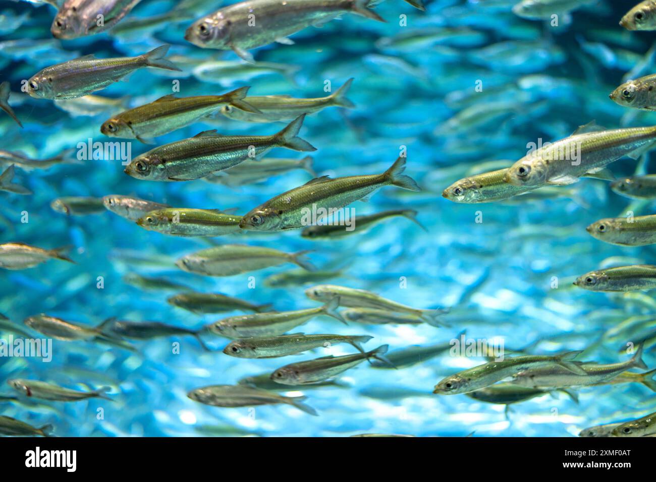 School of alewives (alosa pseudoharengus) fish Stock Photo - Alamy