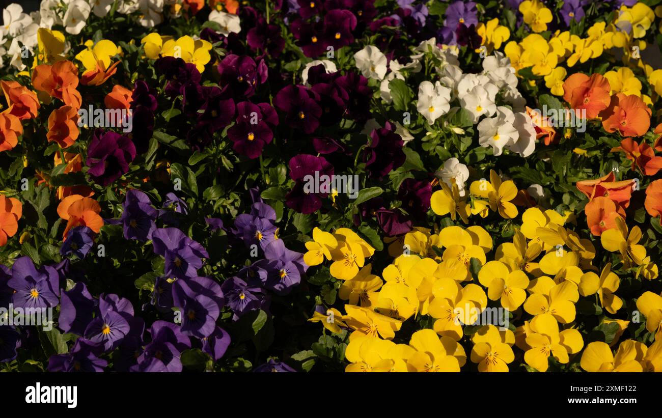 Garden bed different colors hi-res stock photography and images - Alamy