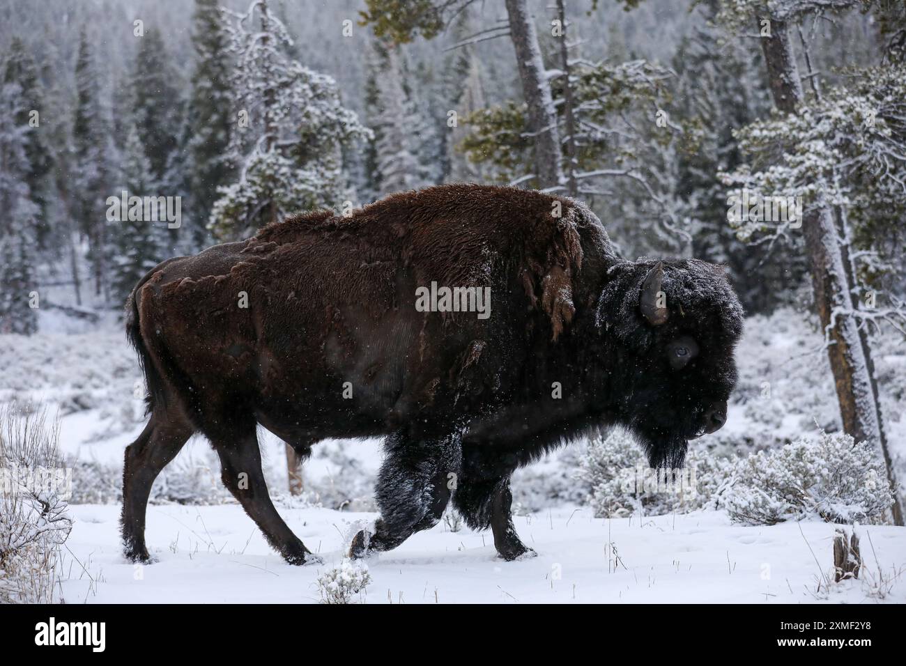 American Bison buffalo in a snowstorm Stock Photo - Alamy