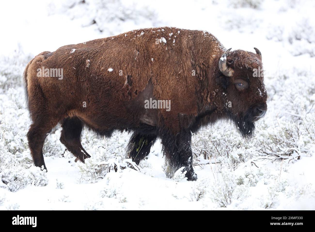American Bison buffalo in a snowstorm Stock Photo - Alamy