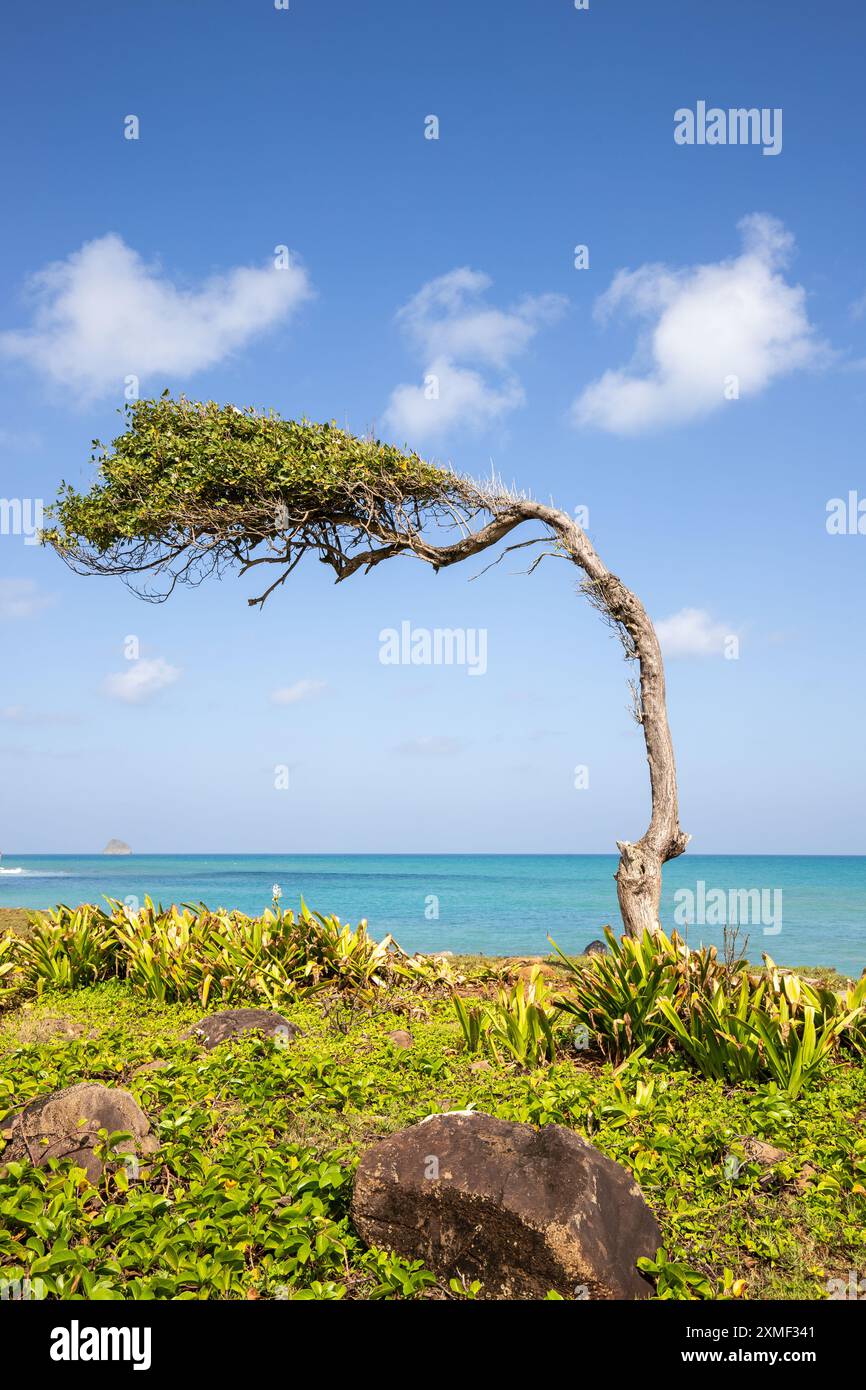Nature In A Special Way, Trees Grow With The Wind, A Unique Tree Grows ...
