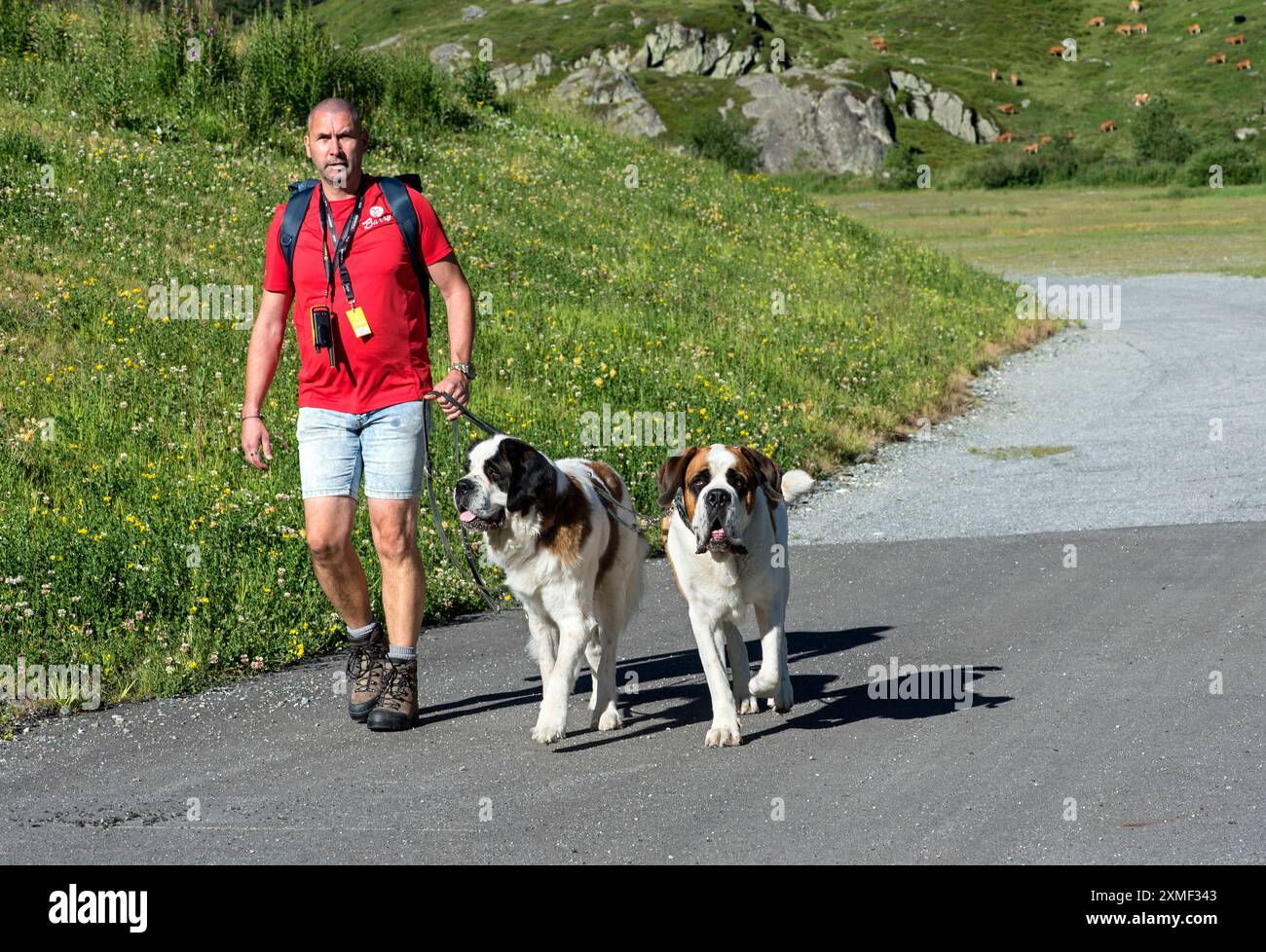 Dog Handler From The Barry Foundation With Two St. Bernard Dogs, The Dogs' Procession Up The ...