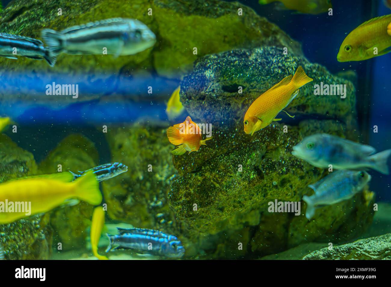 Animals of the underwater sea world. Ecosystem. Colorful tropical fish ...