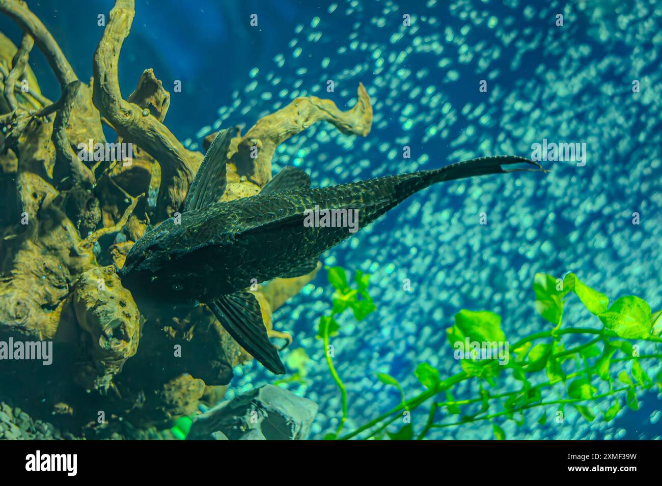 Pleco fish sitting under an echinodorus leaf in aquariumon. Hypostomus ...